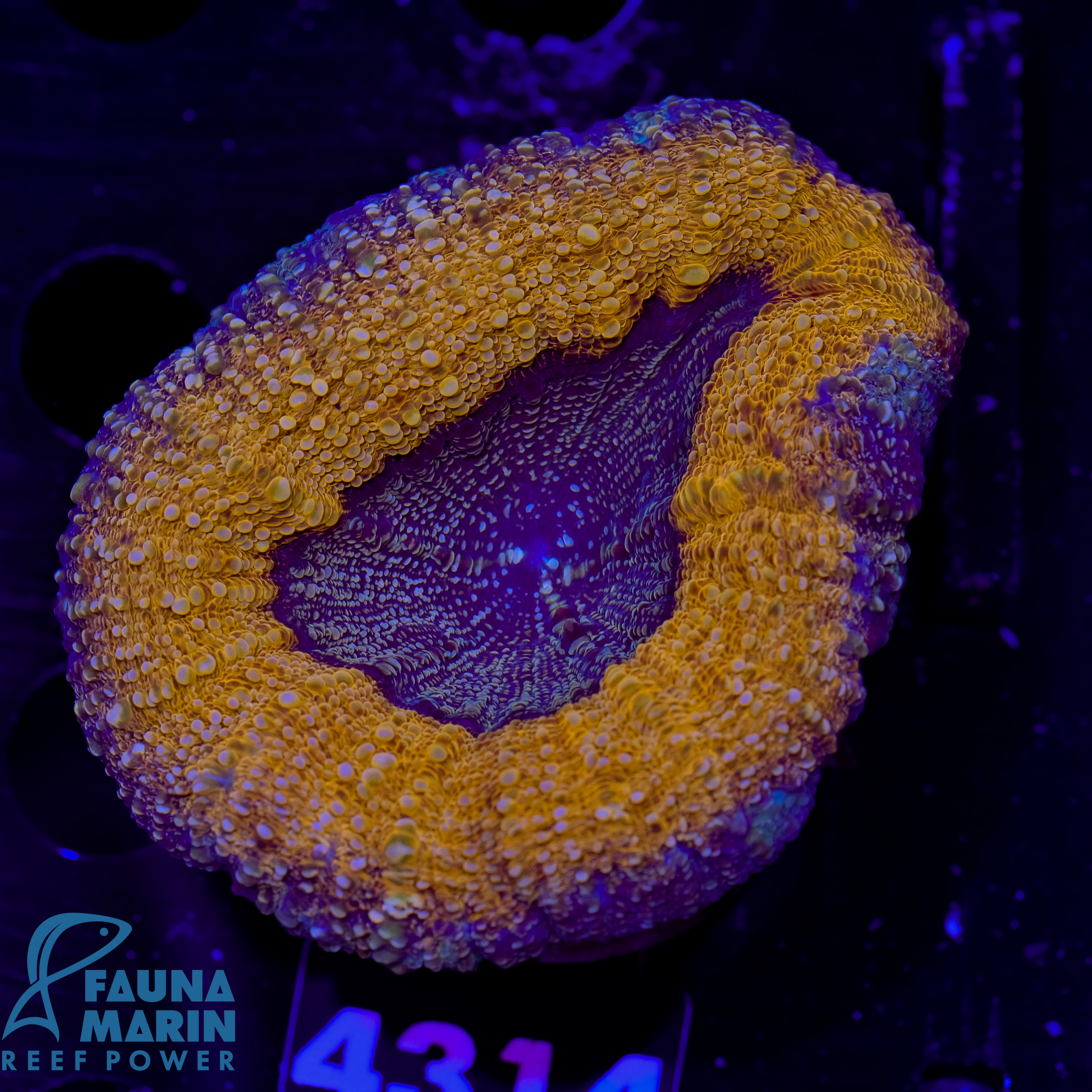 Lobophyllia, Scolymia, Trachyphyllia etc.