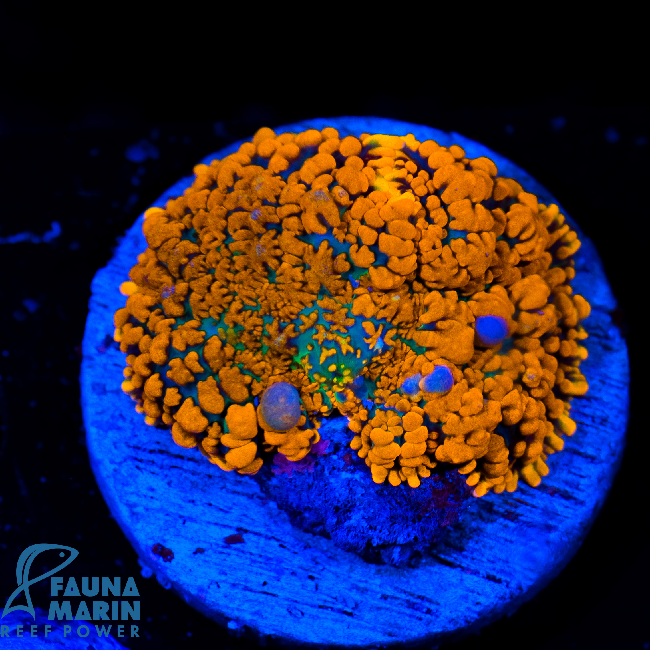 Scheibenanemonen, Ricordea, Rhodactis