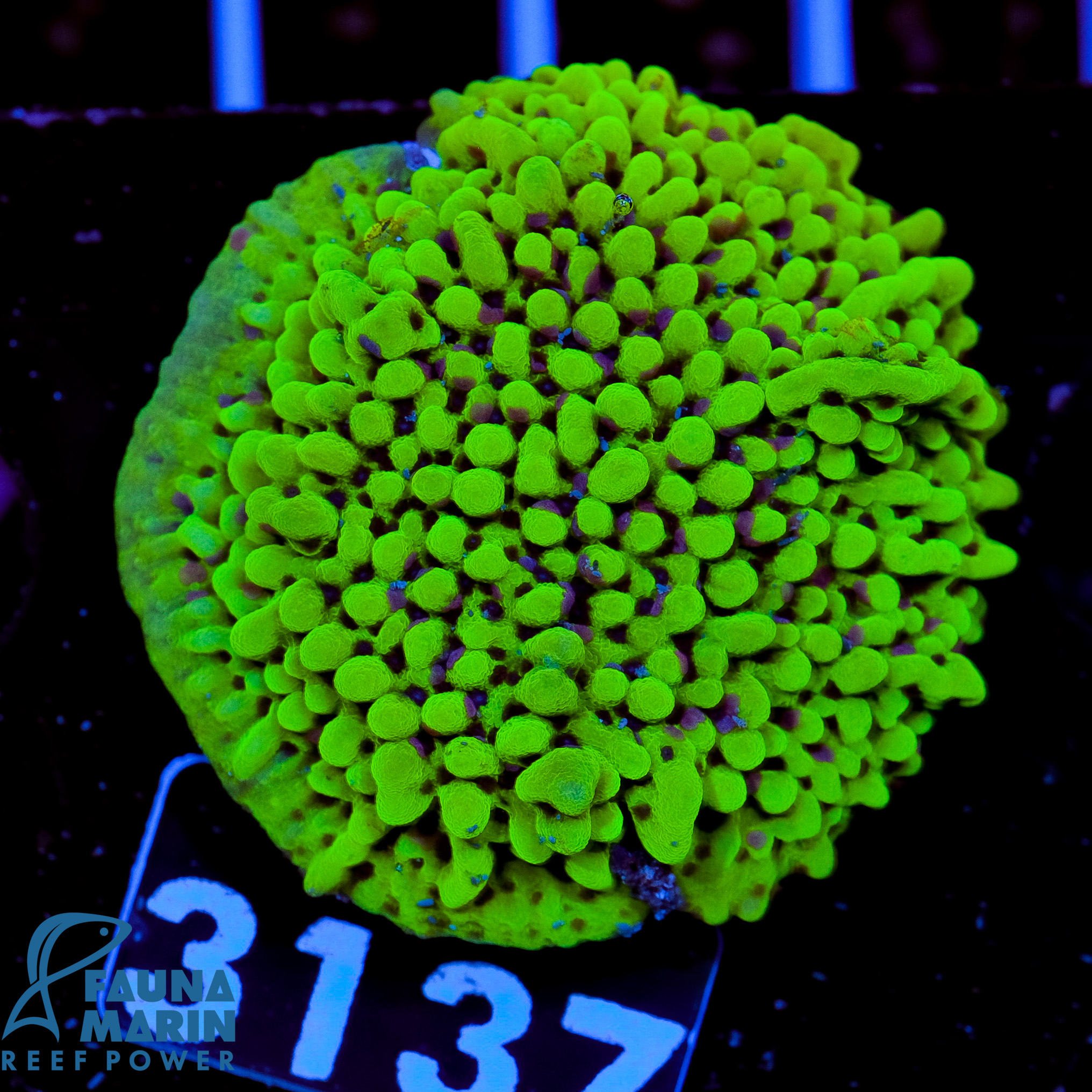 Montipora