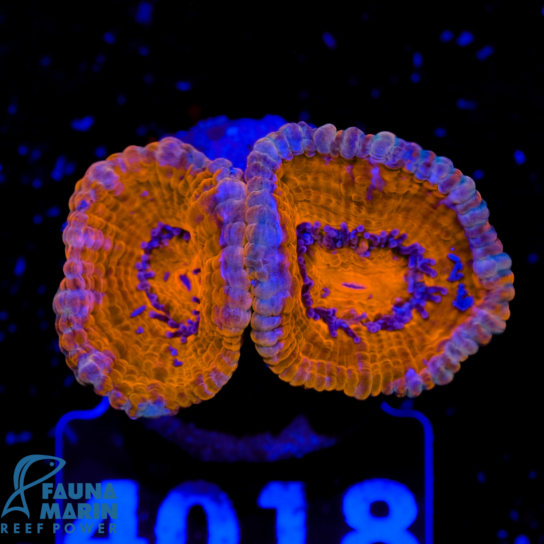 Acanthastrea, Blastomussa, Miccromussa