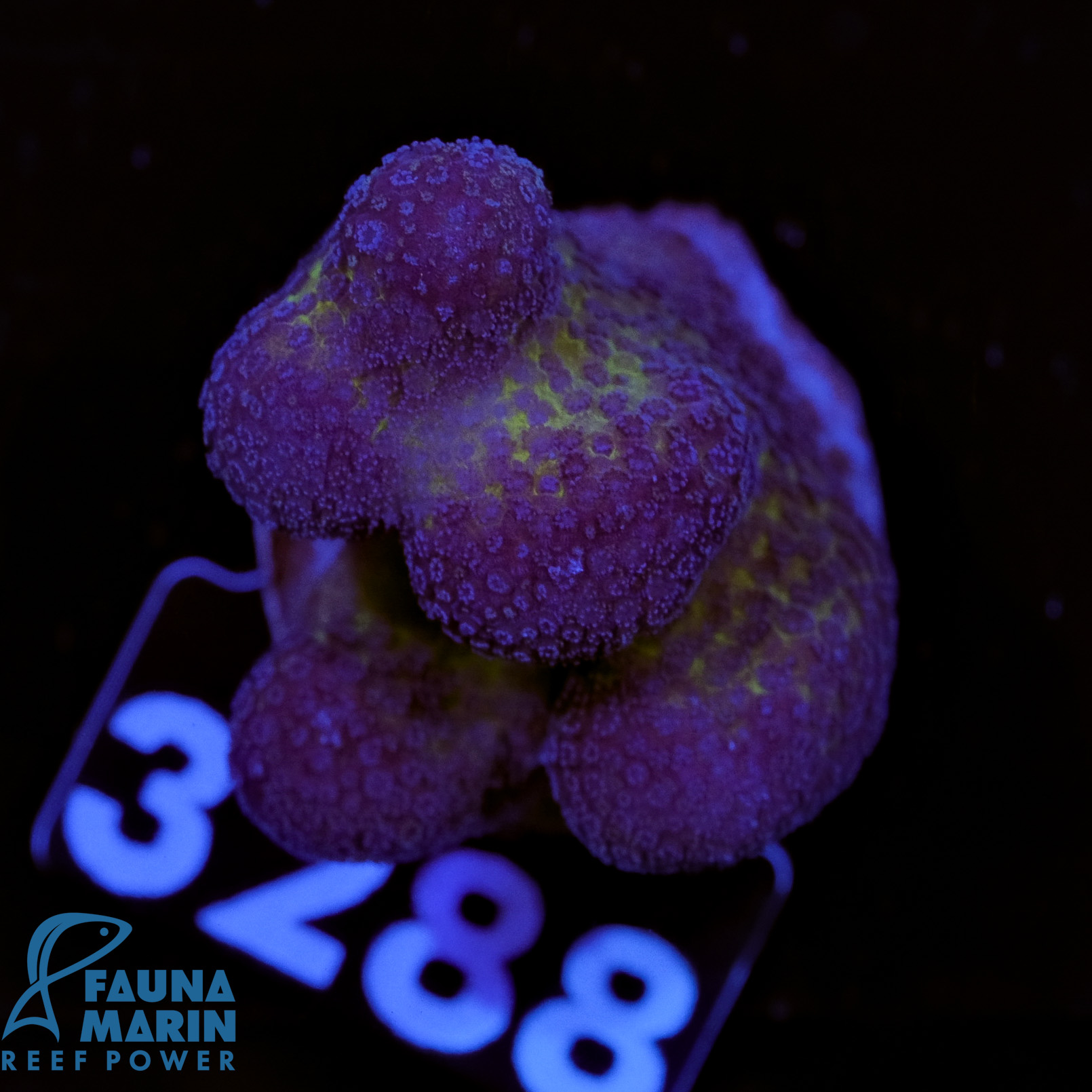 Seriatopora, Stylophora, Poccilopora etc.